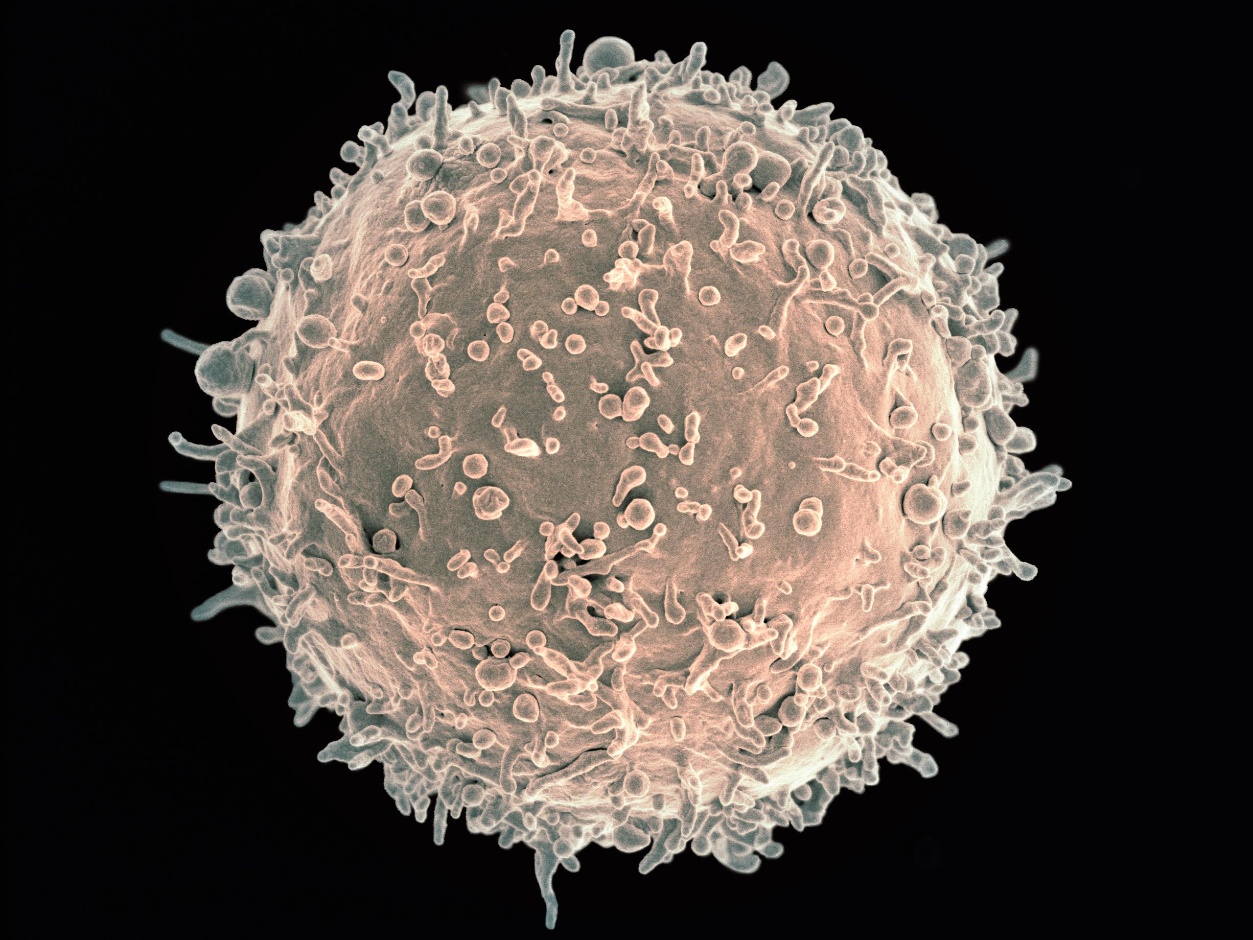 Cours 3°: La mémoire immunitaire – Les secrets d'Oscar et Morgane